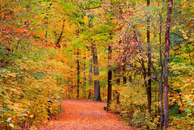 Trail through autumn trees stock photo. Image of foliage - 77634224