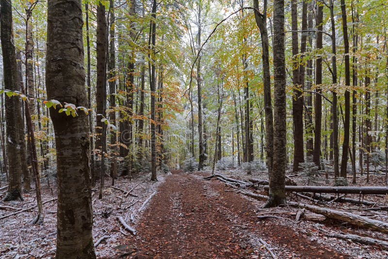 Trail in the Autumn Woods Covered with Snow Stock Image - Image of ...