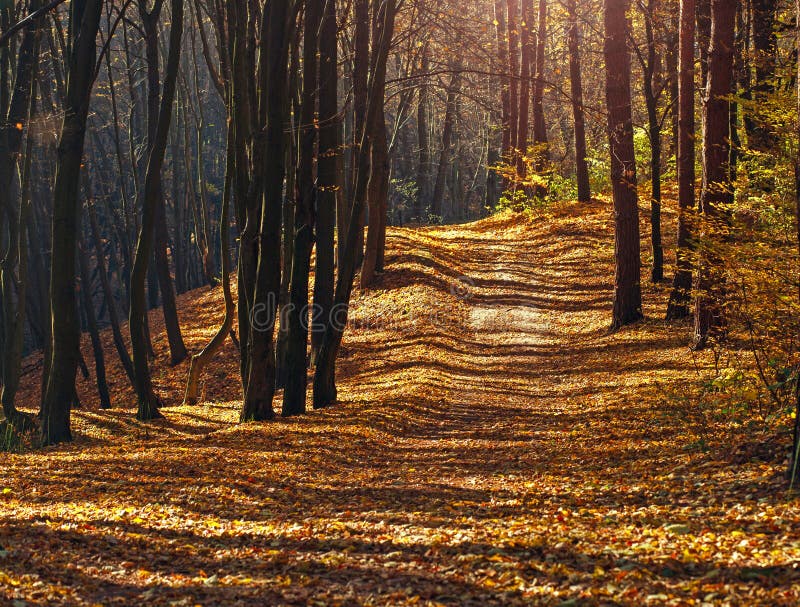 Trail in Autumn Woods Covered with Yellow Leaves in Sunset Light Stock ...