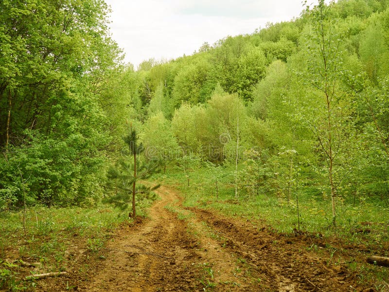 The Trail is Beautiful Dense Forest. Stock Photo - Image of hiking ...
