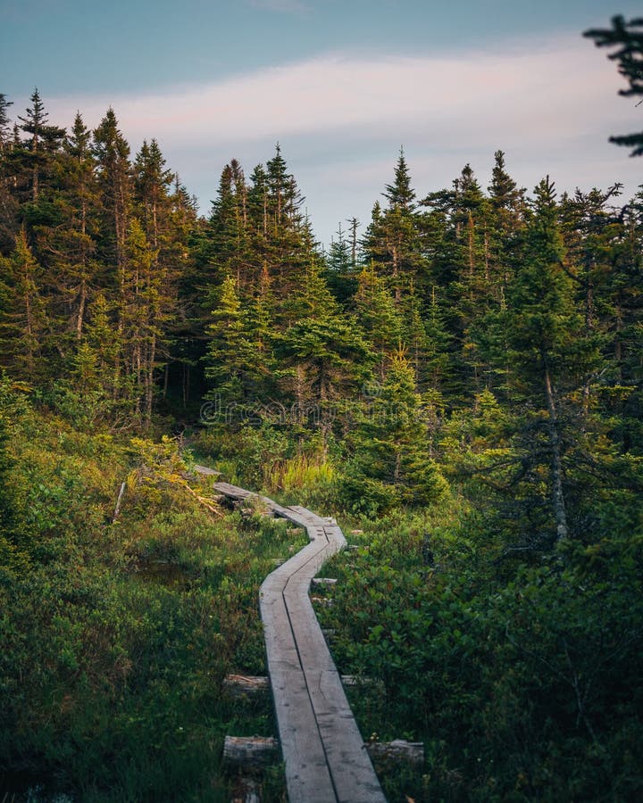 Trail through a Beautiful Forest, Outer Cove, Newfoundland and Labrador ...