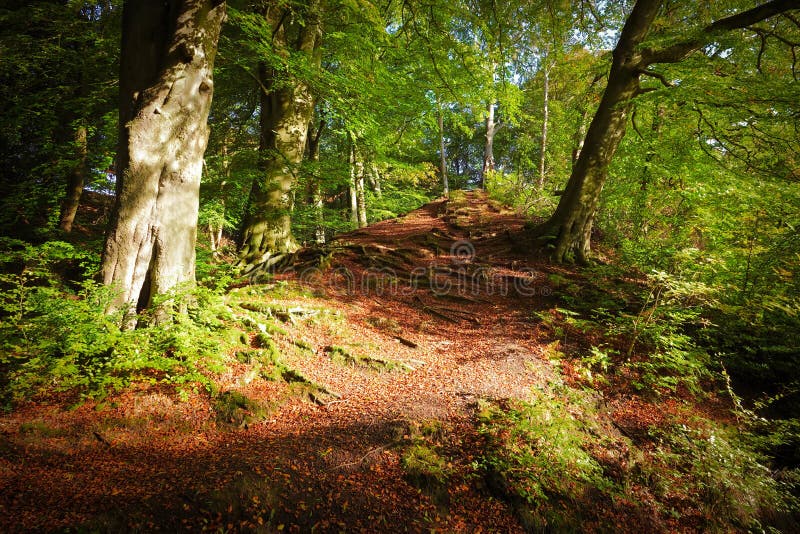 Trail among the Beech Trees. Stock Photo - Image of tree, woods: 259355068