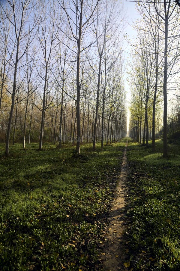 Trail in a Birch Tree Grove on a Sunny Day in Autumn Stock Photo ...