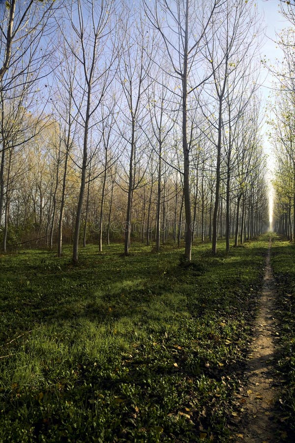 Trail in a Birch Tree Grove on a Sunny Day in Autumn Stock Photo ...