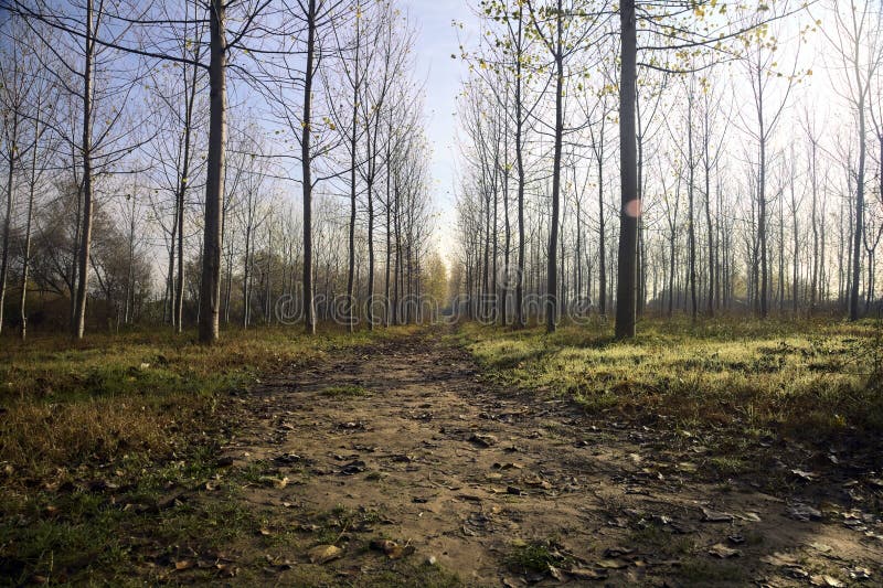Trail in a Birch Tree Grove on a Sunny Day in Autumn Stock Image ...