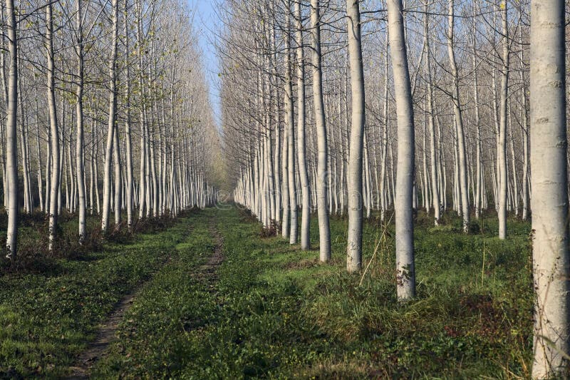 Trail in a Birch Tree Grove on a Sunny Day in Autumn Stock Photo ...