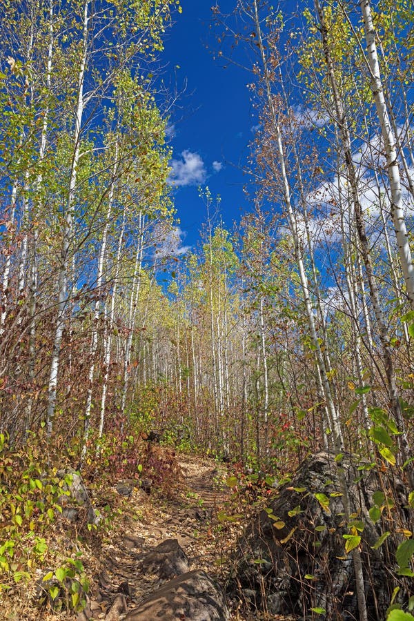 Trail through the Birch Trees Stock Image - Image of pretty, trail ...
