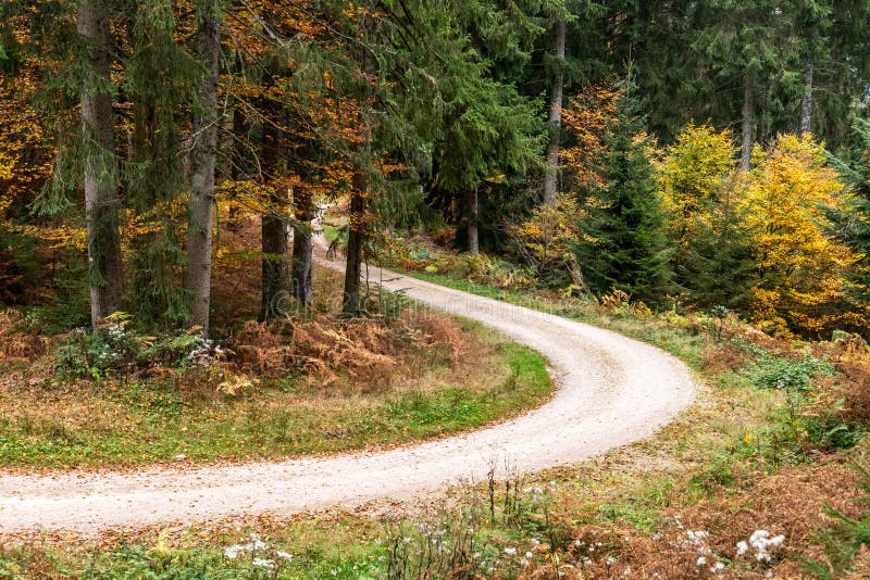 Trail in Black Forest Around Forbach Village Stock Image - Image of ...