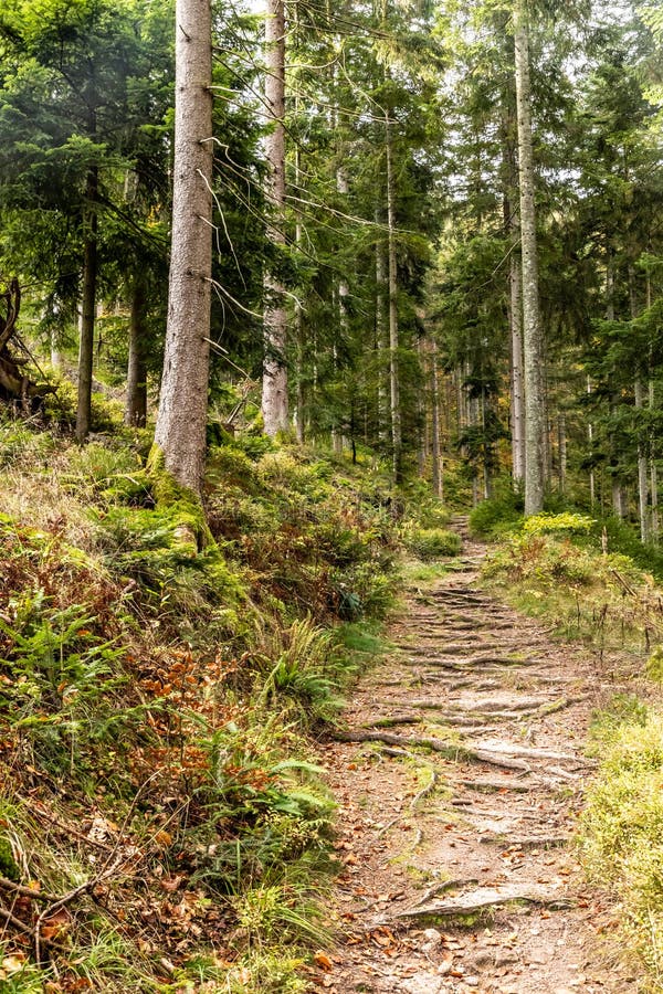 Trail in Black Forest Around Forbach Village Stock Photo - Image of ...