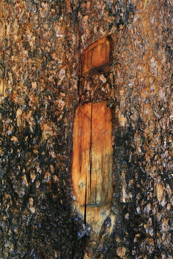 Trail blaze stock photo. Image of tree, wood, blaze, carved - 6263816