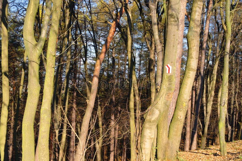 Trail Blazing on a Hiking Path through the Woods Stock Image - Image of ...