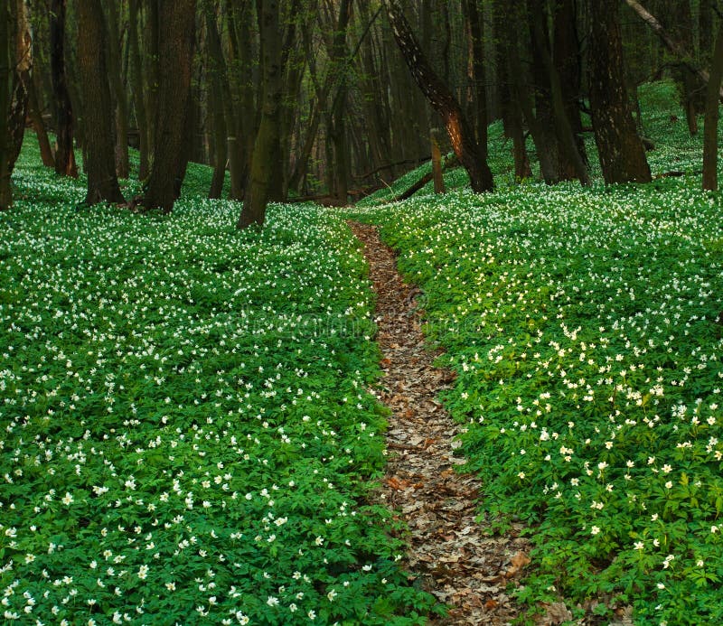 Trail in Blossoming Green Forest, Spring Nature Stock Image - Image of ...