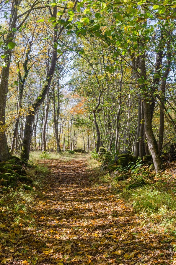 Trail through a Bright Deciduous Forest by Fall Season Stock Photo ...