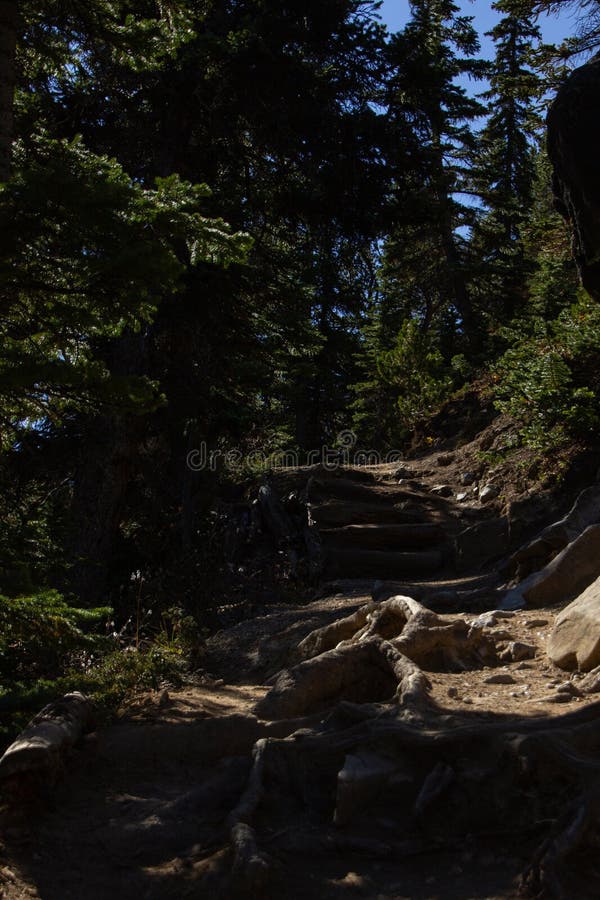 Trail of a Canadian Rockies Route Stock Photo - Image of america, grove ...