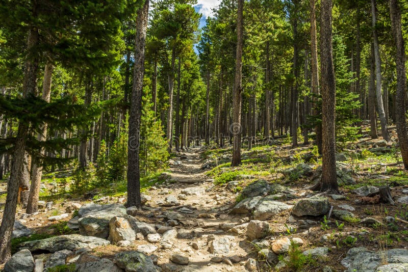Trail in a Colorado Forest stock photo. Image of nature - 62765078