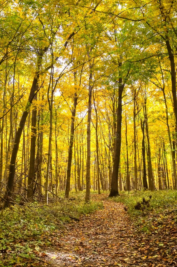 Autumn Trail stock image. Image of leaf, scenery, seasons - 100201219
