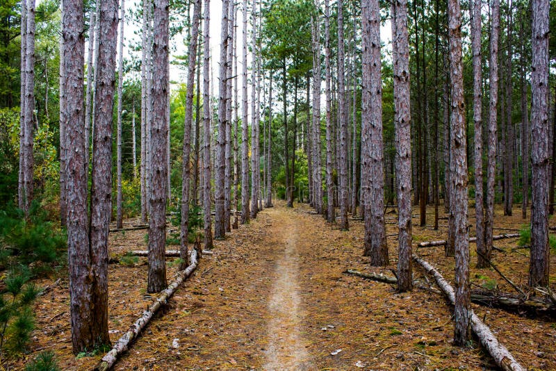 A Trail in Conifer Forest in Late Summer Michigan Stock Photo - Image ...