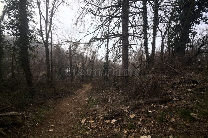 Trail Covered by Foliage in an Alomst Bare Forest on a Mountain on a ...