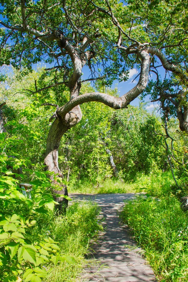 The Crooked Bush of Saskatchewan Stock Image - Image of twisted ...