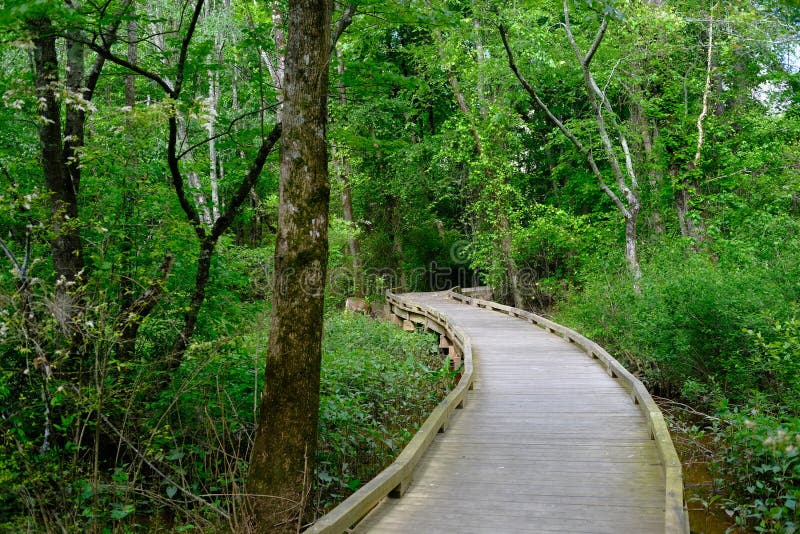 Trail Curving Past Tree stock image. Image of natural - 224028217