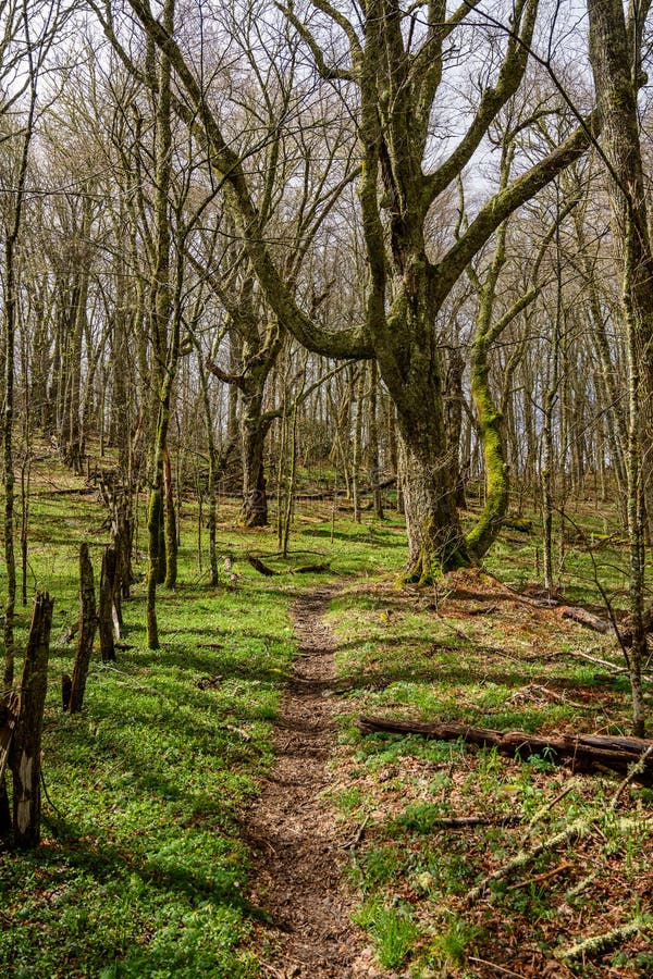 Trail Cuts through Clean Forest Floor Stock Photo - Image of north ...