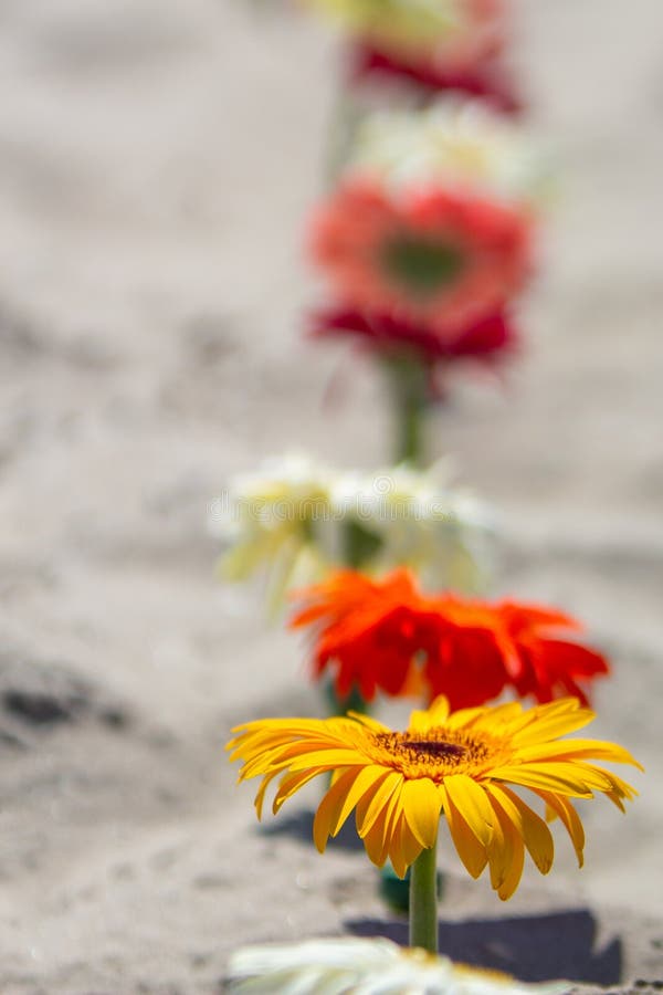 Trail of Daisies stock photo. Image of diego, bright - 310919296