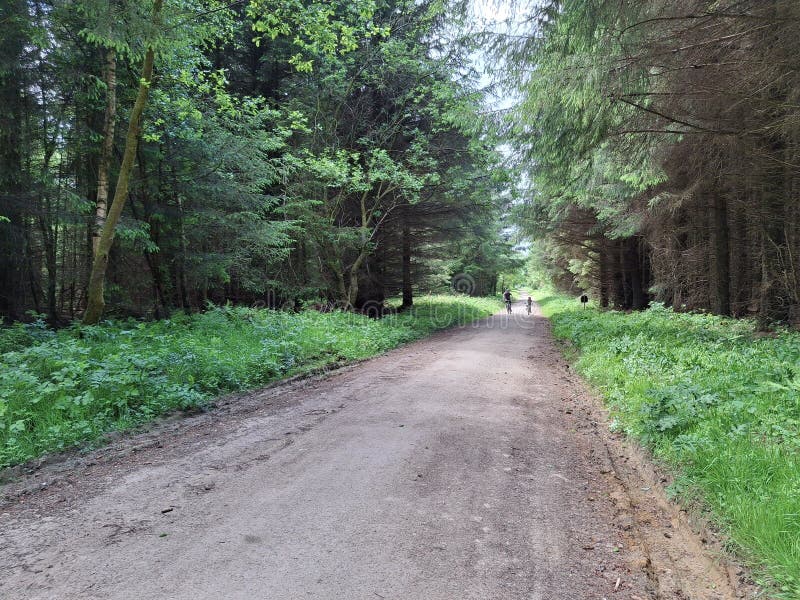 Trail Dalby Forest North Yorkshire UK Summer Stock Image - Image of ...