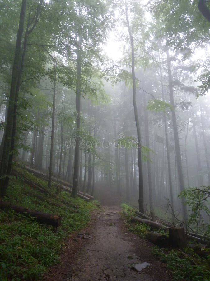 The Trail through the Dark Forest Stock Image - Image of color, summer ...
