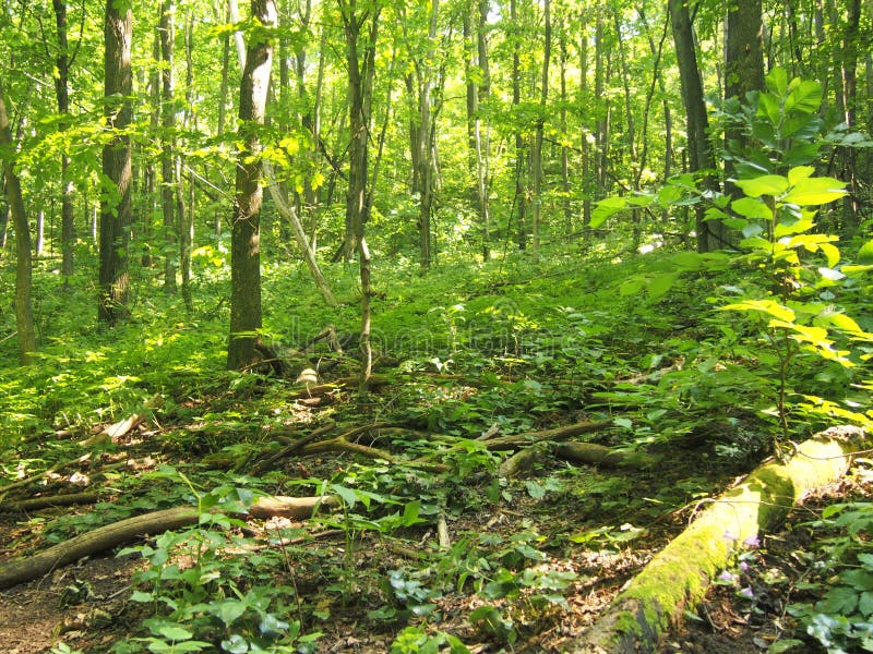 Trail in Deciduous Forest. Summer Walk. Wildlife. Stock Photo - Image ...