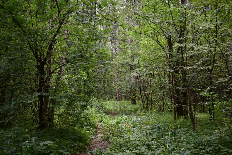 Trail. Deciduous Forest Trees and Shrubs, Branches Leaves. Green Grass ...
