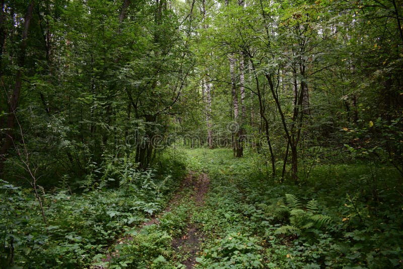 Trail. Deciduous Forest Trees and Shrubs, Branches Leaves. Green Grass ...