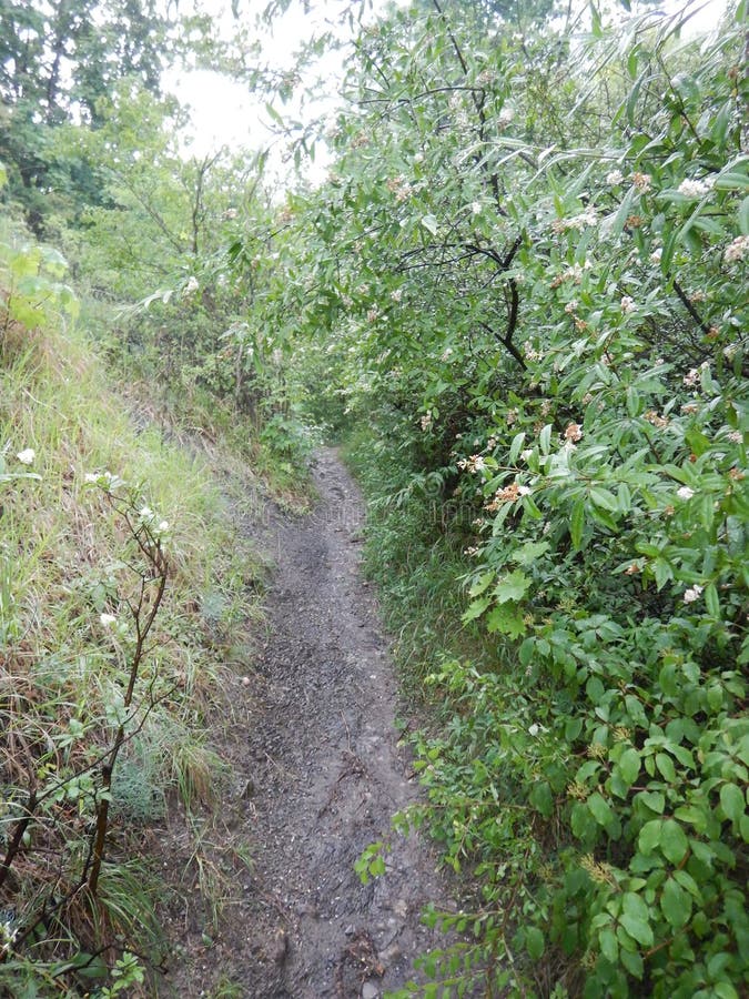 Trail on a deep wet forest stock image. Image of stem - 94813103