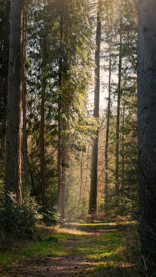 Trail in a Dense Forest Under the Sunlight Stock Image - Image of ...