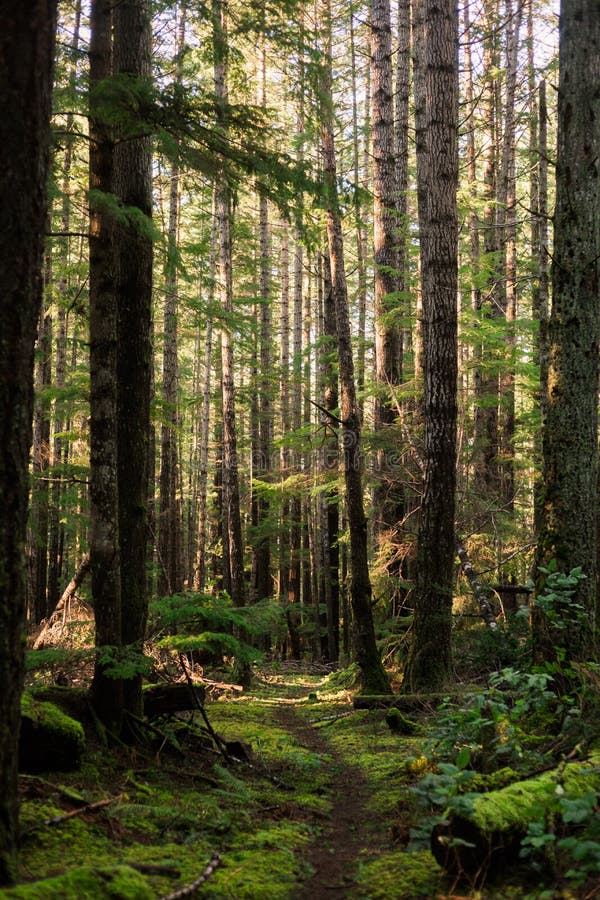 Road through Dense Temperate Rainforest in BC, Rainy and Foggy Stock ...