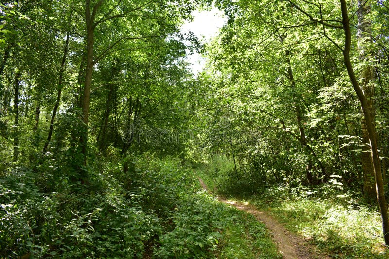 Trail. Dense Mixed Woodland. Green Grass Stock Image - Image of grove ...
