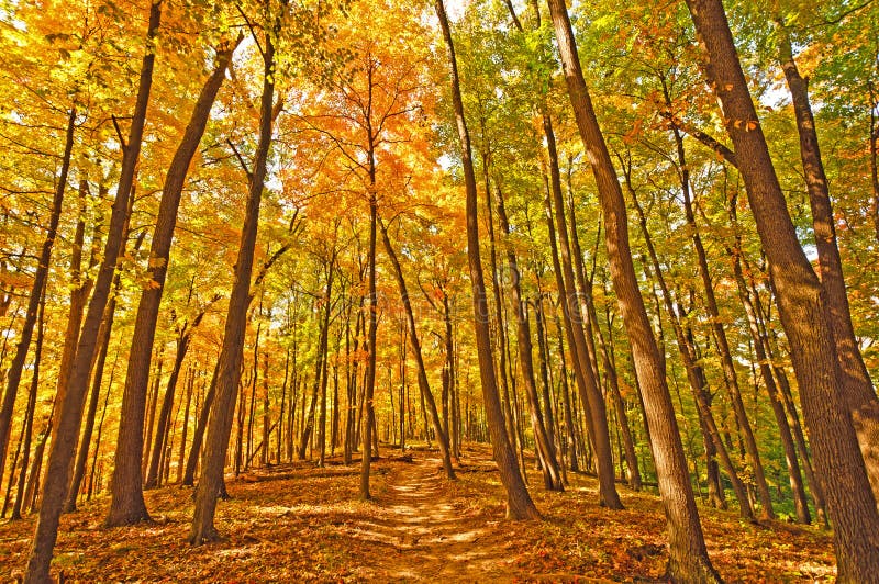 Trail into Fall Forest Colors Stock Photo - Image of county, fall: 28605022