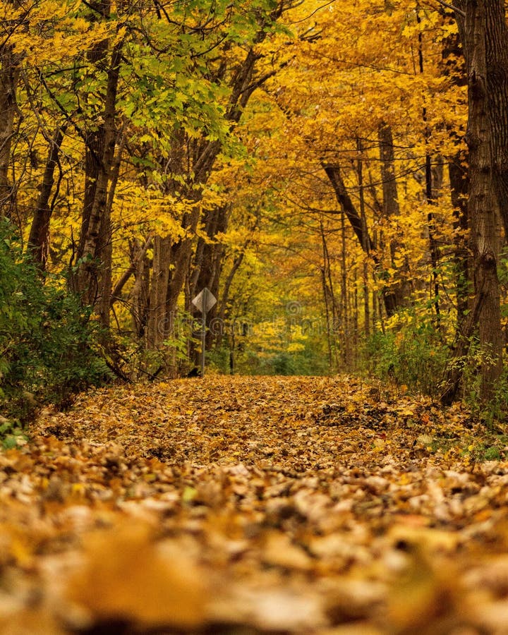 Fall leaves stock image. Image of landscape, trail, fall - 134176139
