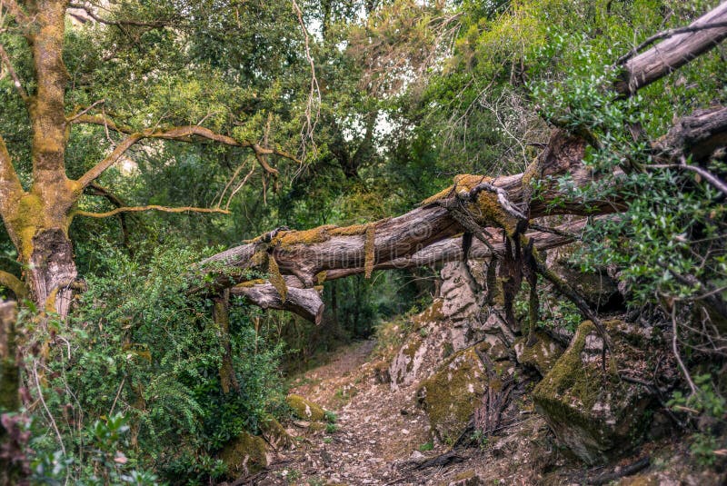 Trail with Fallen Trees in the Mountains in Corsica Stock Photo - Image ...