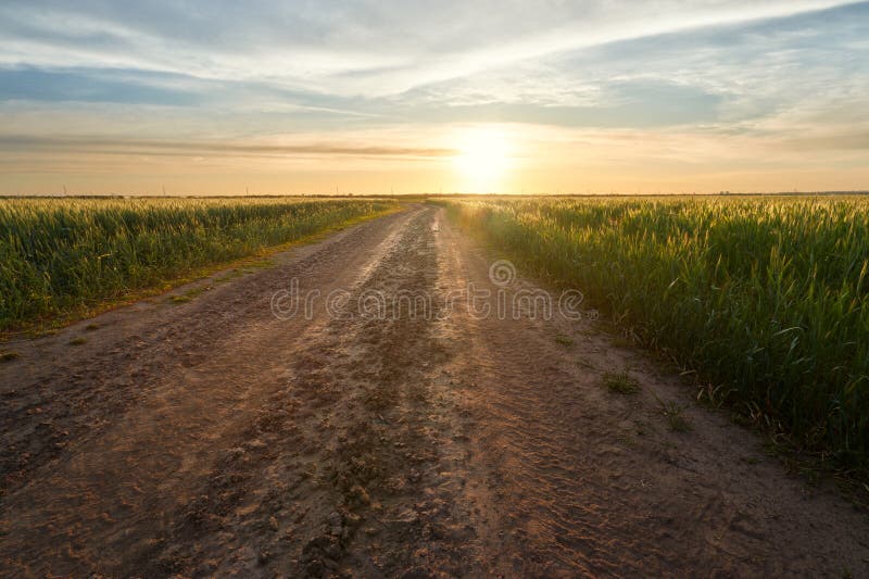 Trail in a Field of Sunflowers and the Sky Storm Stock Photo - Image of ...
