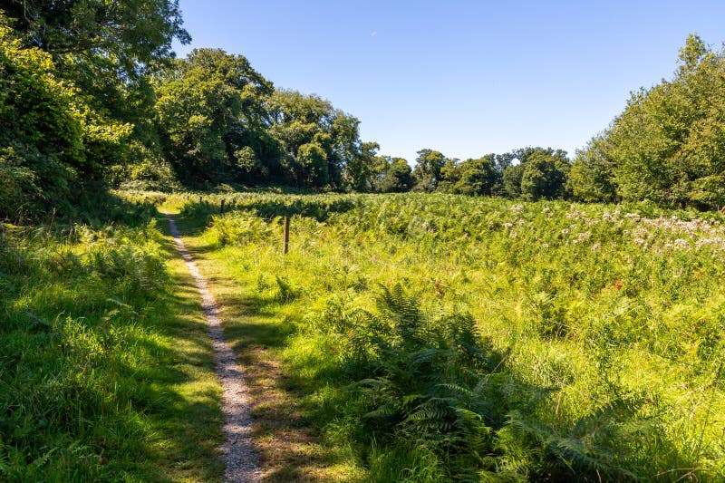 Trail in Fields with Ferns and Trees Stock Photo - Image of forest ...