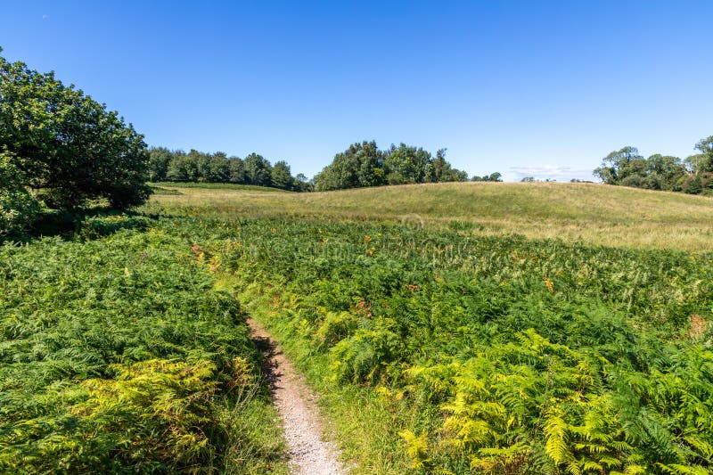 Trail in Fields with Ferns and Trees Stock Image - Image of path, kerry ...
