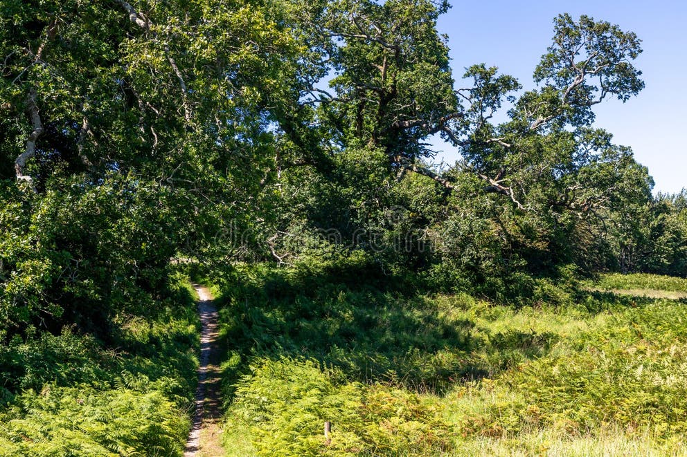 Trail in Fields with Ferns and Trees Stock Image - Image of hiking ...