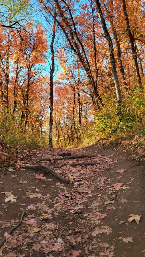 Trail into the Firey Forest. Beautiful Autumn Pathway Stock Photo ...