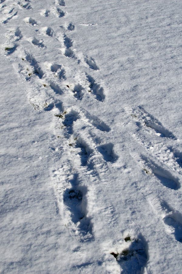 Trail of Footsteps stock image. Image of path, markings - 3859481