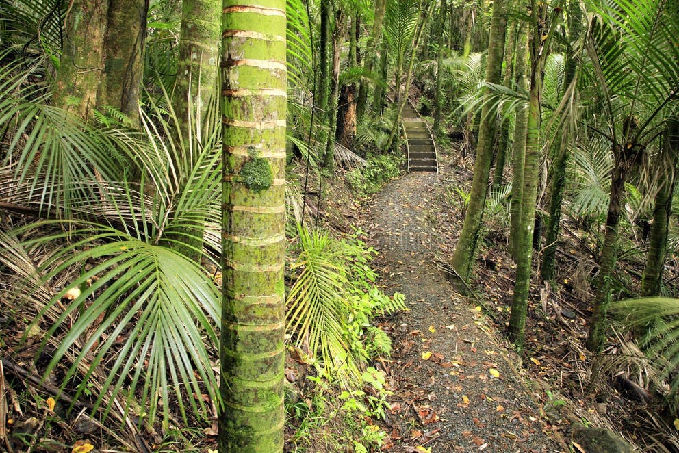 Trail in forest stock image. Image of tropical, exploration - 4394769