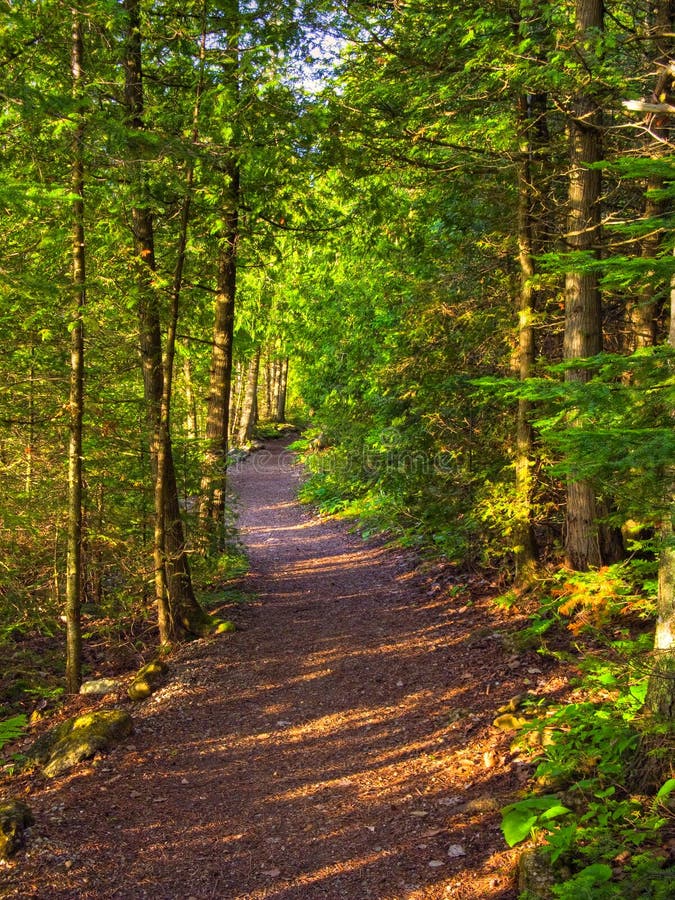 Trail in the forest stock image. Image of winding, countryside - 5488107
