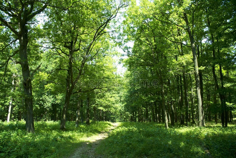 Trail through forest stock photo. Image of distance, rural - 9219566