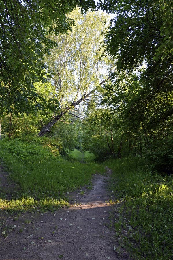 The Trail in the Forest. a Fallen Tree in the Distance. the Wind ...