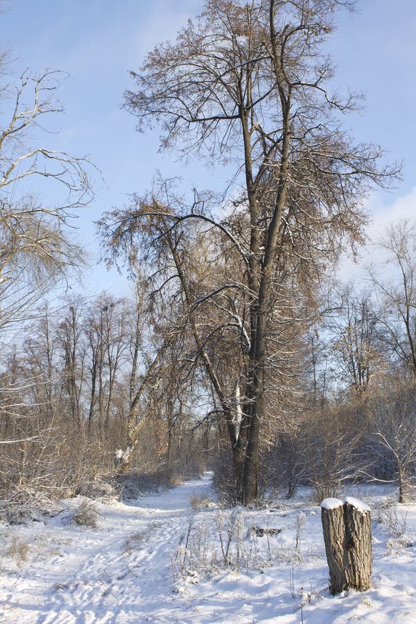 The Trail in the Forest after the First Snowfall in the Early Mo Stock ...