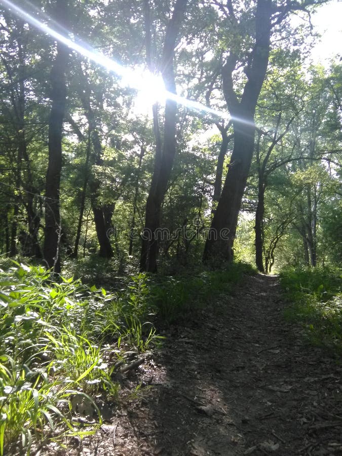 Trail in the Forest Illuminated by the Sun Stock Photo - Image of funny ...